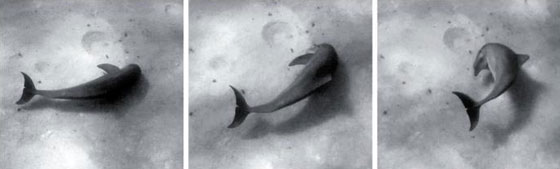 [IF] 병코돌고래, 인간보다 더 심하게 오른쪽 많이 쓴다 - Chosunbiz > 테크 > 과학/바이오